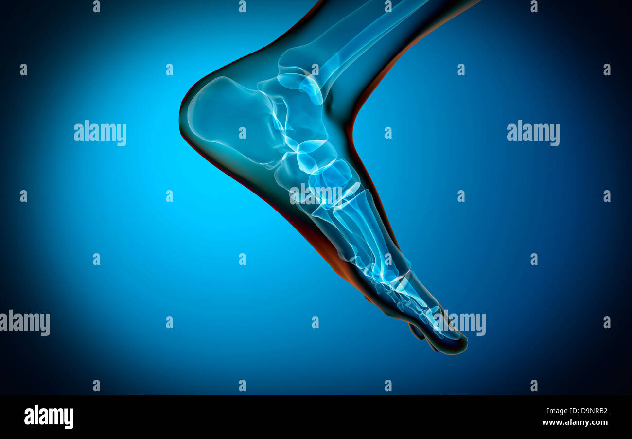 Human bone x ray hi-res stock photography and images - Alamy