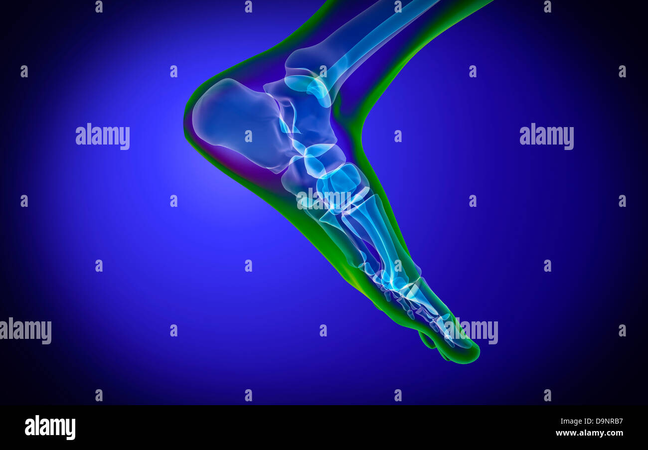 X-ray view of human foot Stock Photo - Alamy