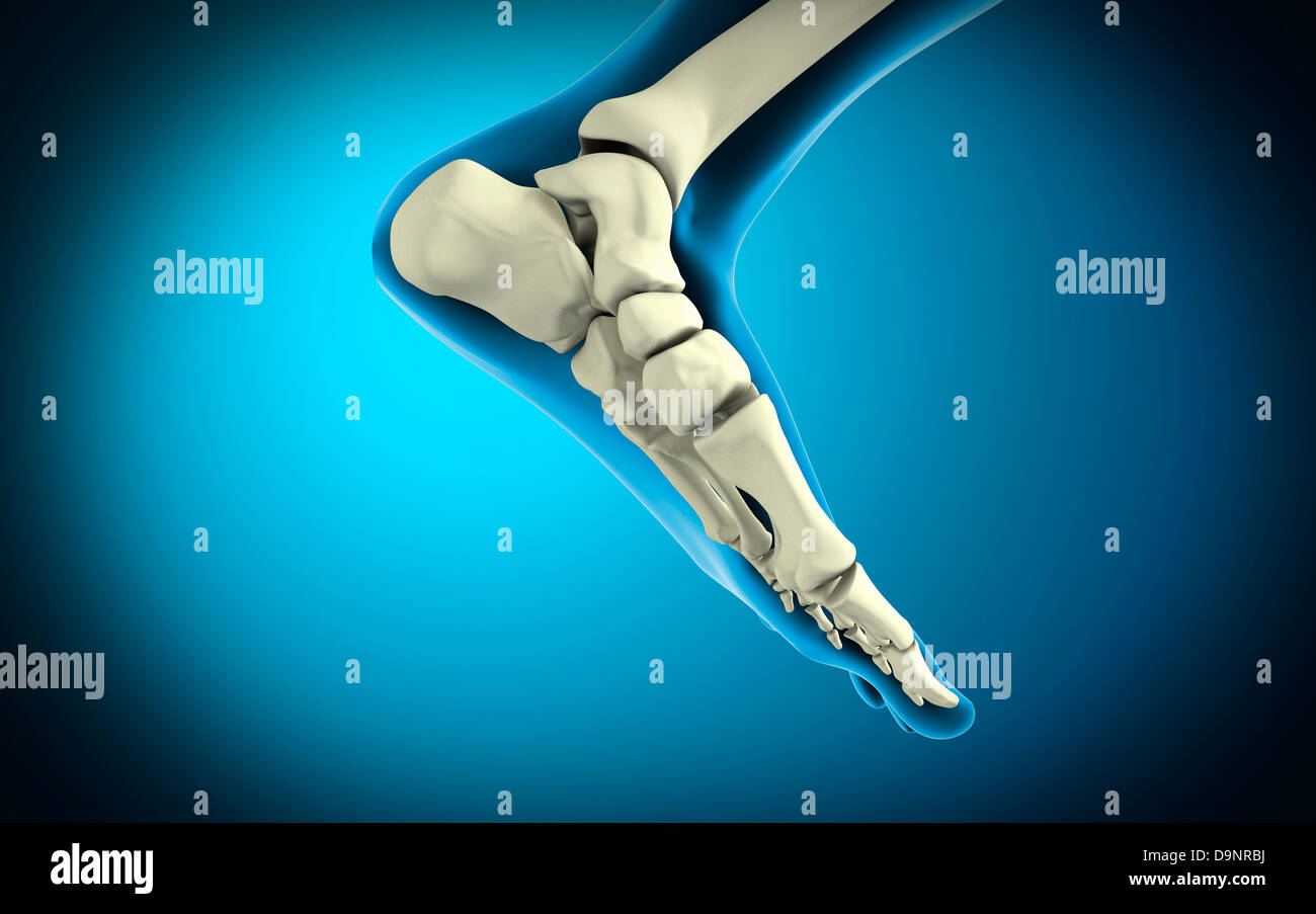 Human Heel Anatomy High Resolution Stock Photography and Images - Alamy