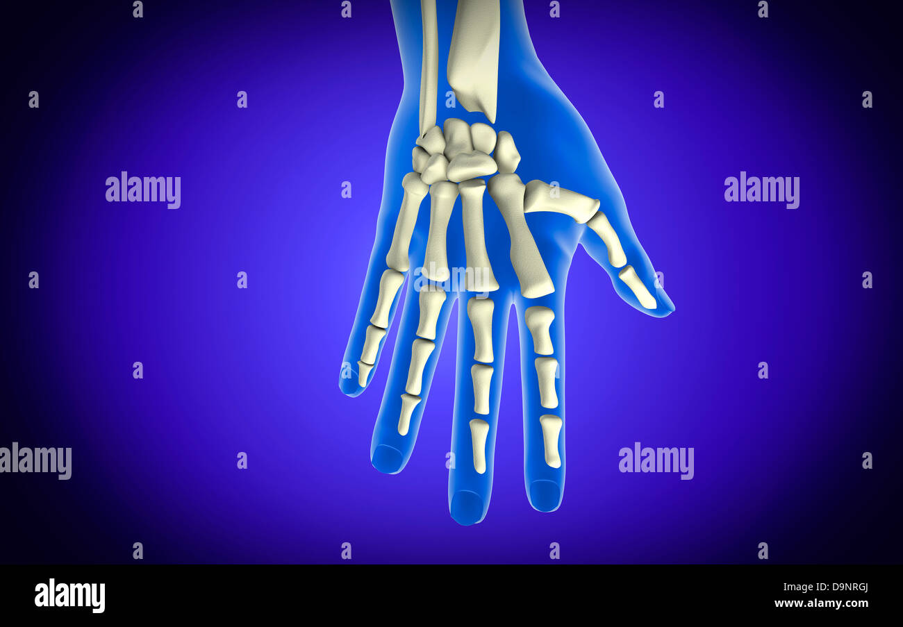 Close up view bones hand bones hi-res stock photography and images - Alamy