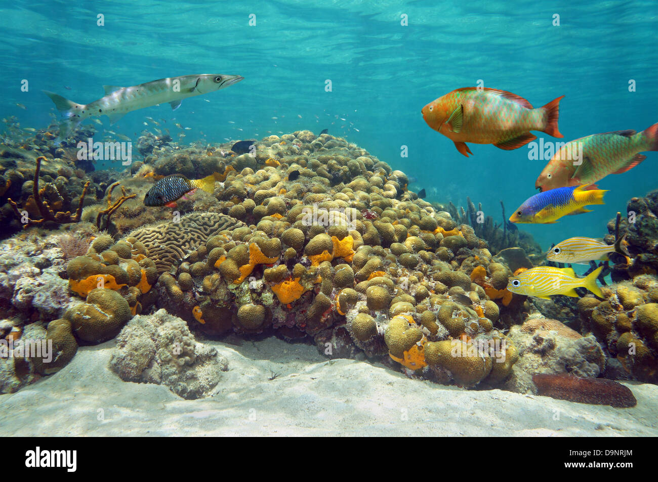 Underwater landscape in a coral reef with with colorful tropical fish ...