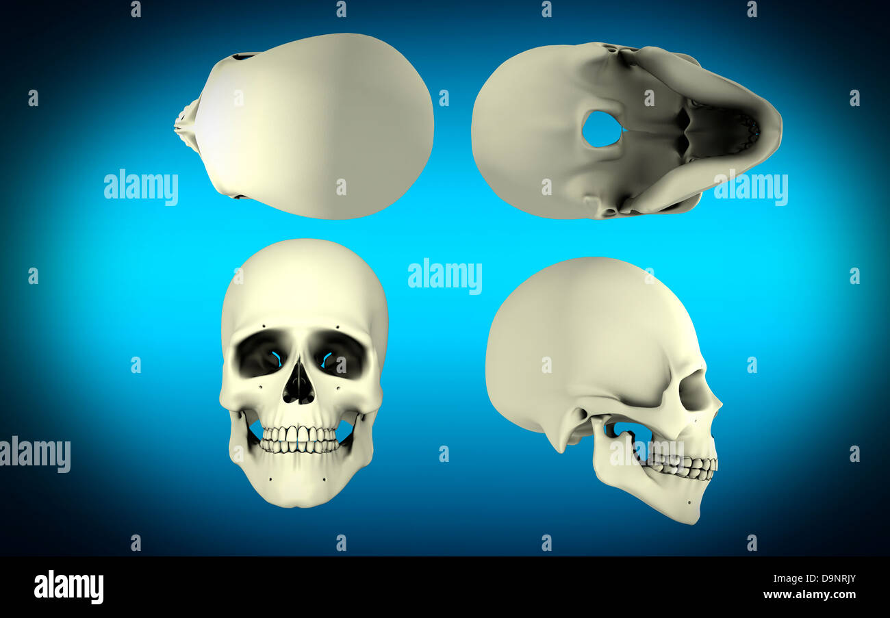 Human body anatomy different hi-res stock photography and images - Alamy