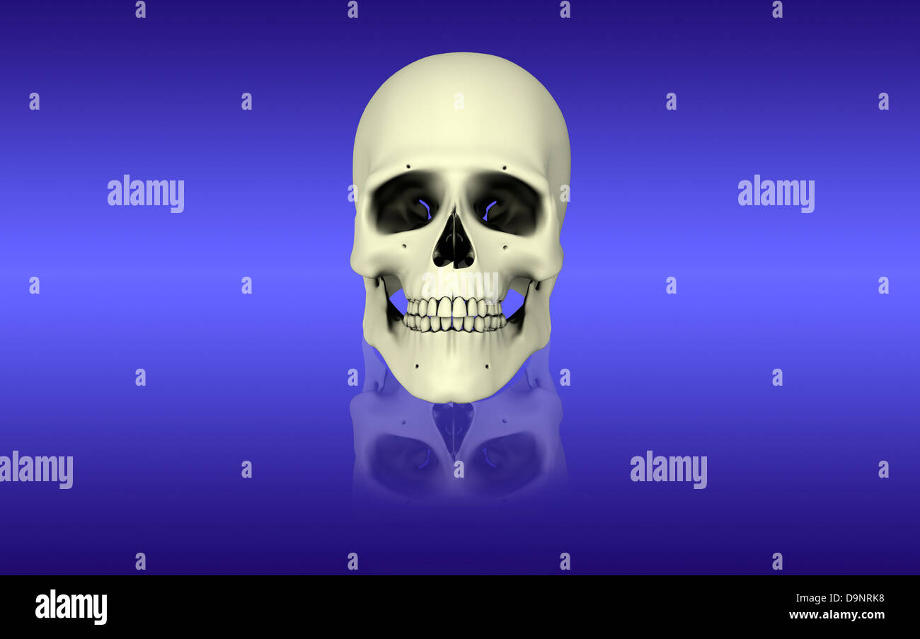 Osteology hi-res stock photography and images - Alamy