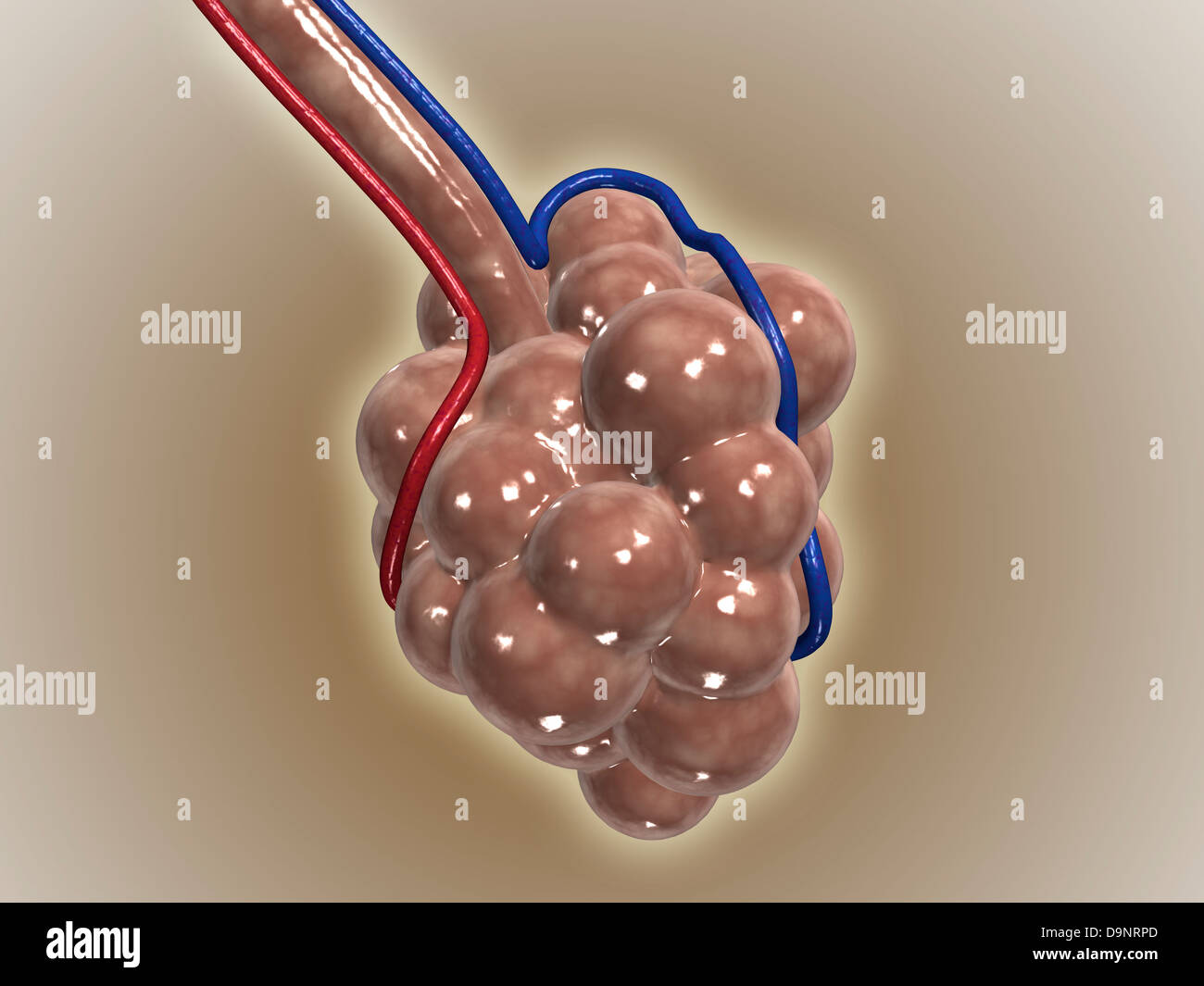 The alveoli are the final branchings of the respiratory tree and act as ...