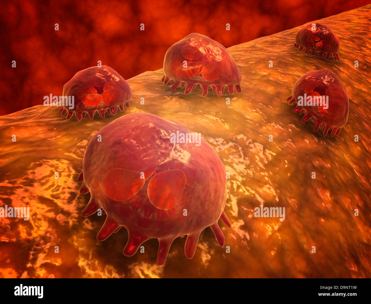 Monocyte hi-res stock photography and images - Alamy
