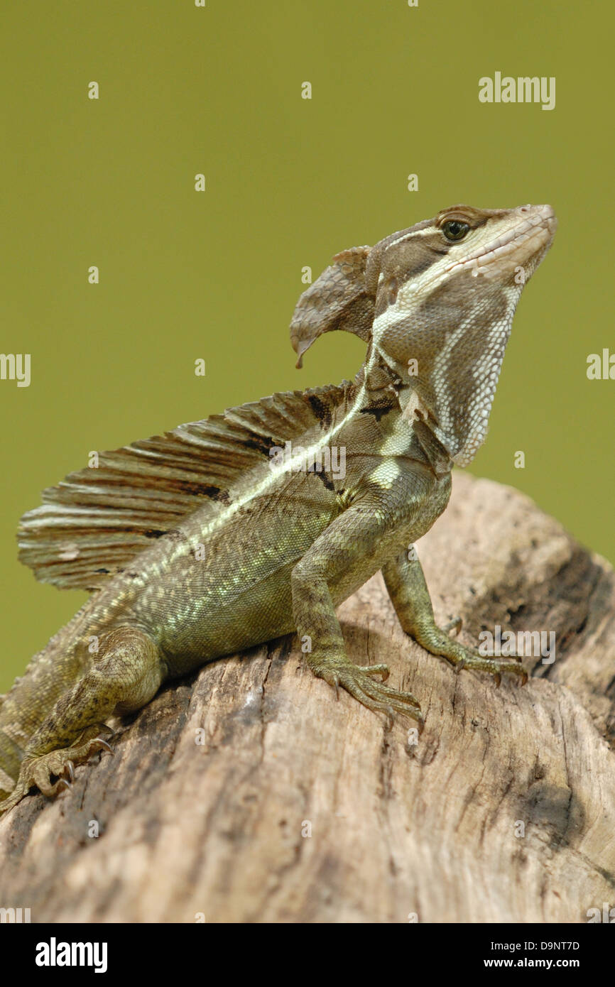 Basilisk Lizard (Basiliscus basiliscus) in Costa Rica rainforest Stock ...
