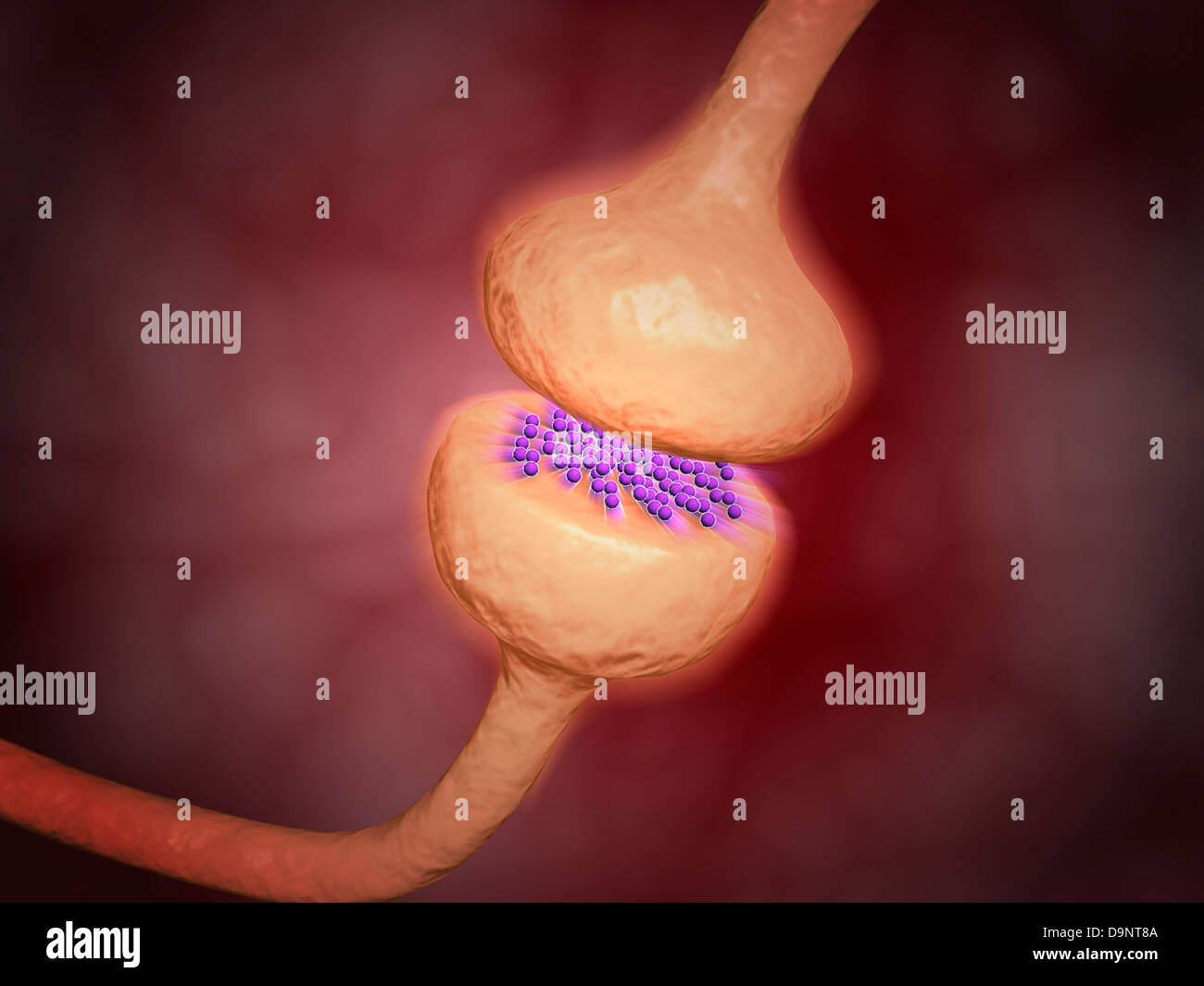 Close-up view of the synapse in the nervous system Stock Photo - Alamy