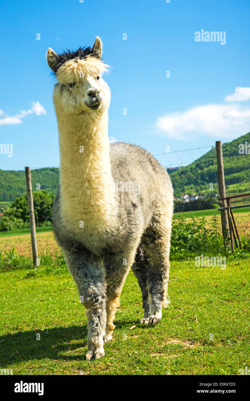 alpaca looking curious into the camera Stock Photo - Alamy