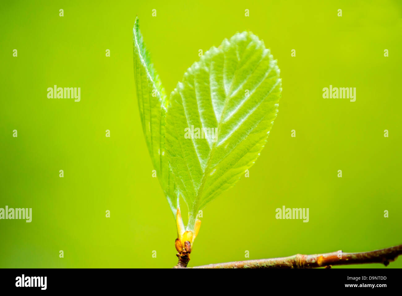 The bud of a tree hi-res stock photography and images - Alamy