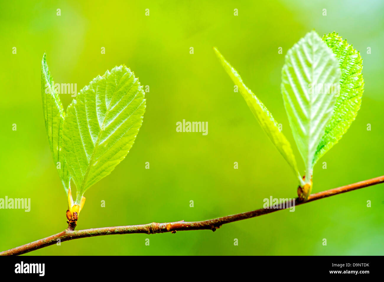 The bud of a tree hi-res stock photography and images - Alamy