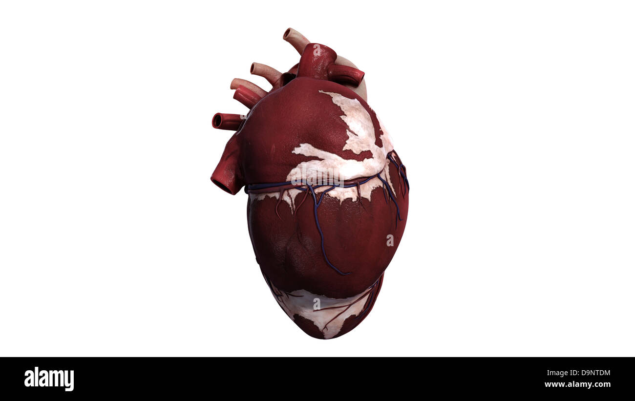 Human blood vessels body hi-res stock photography and images - Alamy