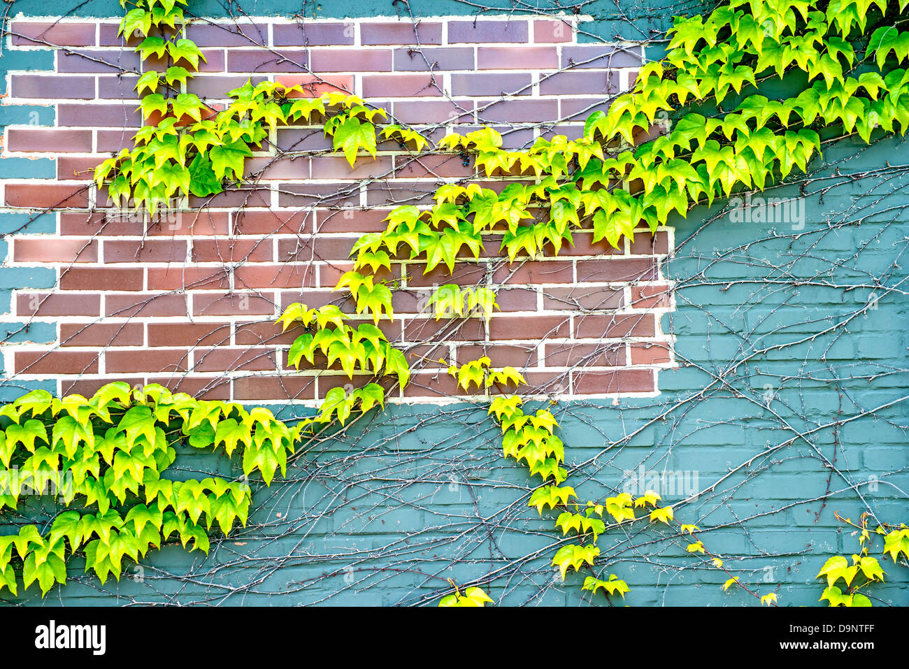 ivy on an old brick wall of a refinery Stock Photo - Alamy
