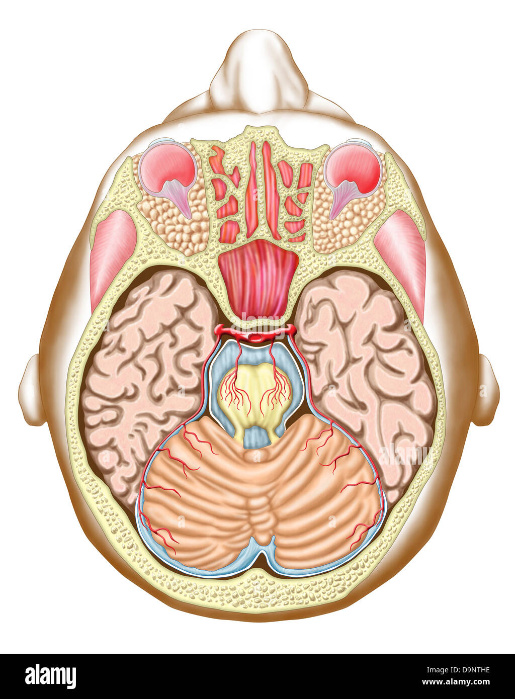 Midbrain Parts Diagram