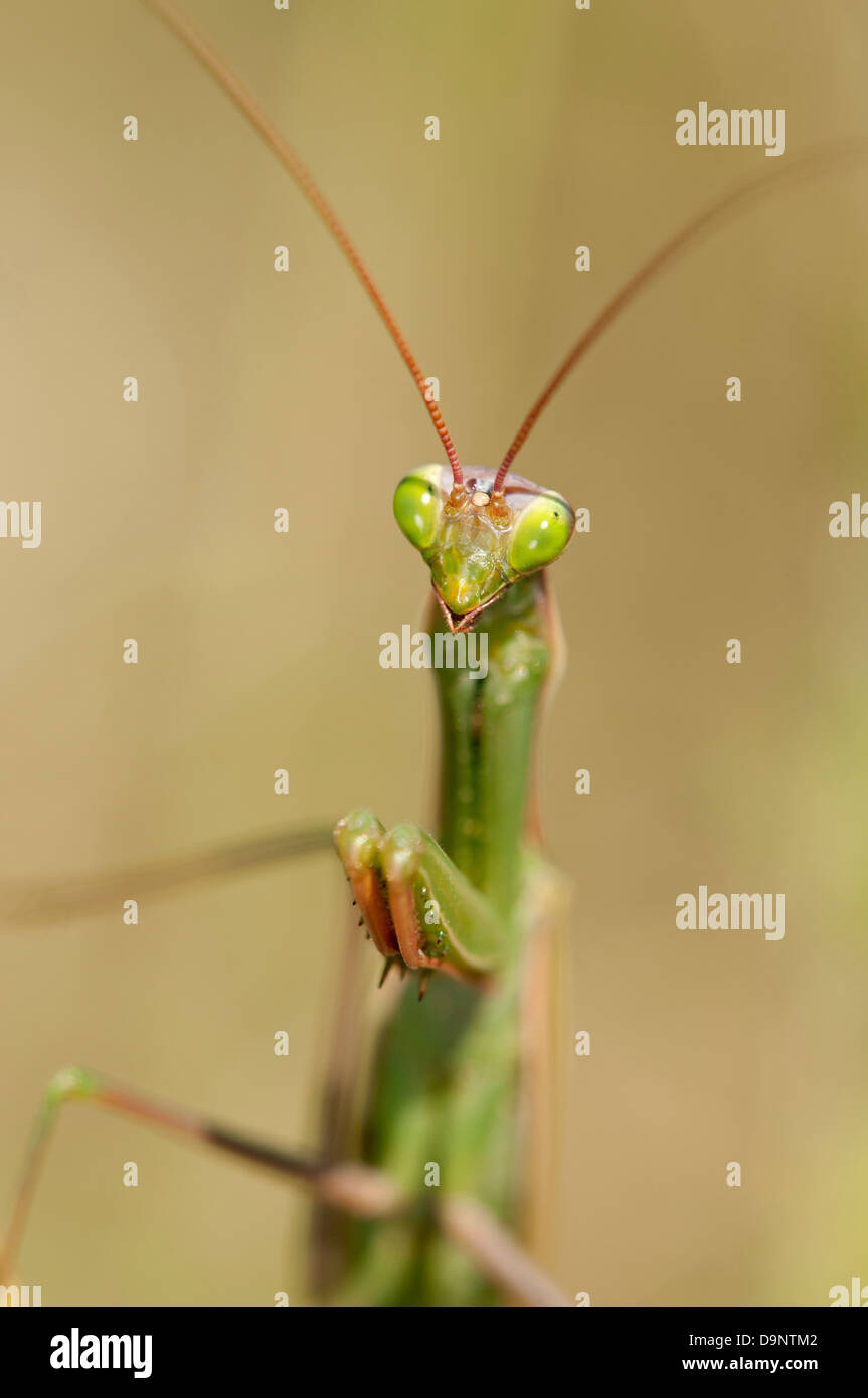 European mantis, Praying mantis (Mantis religiosa Stock Photo - Alamy
