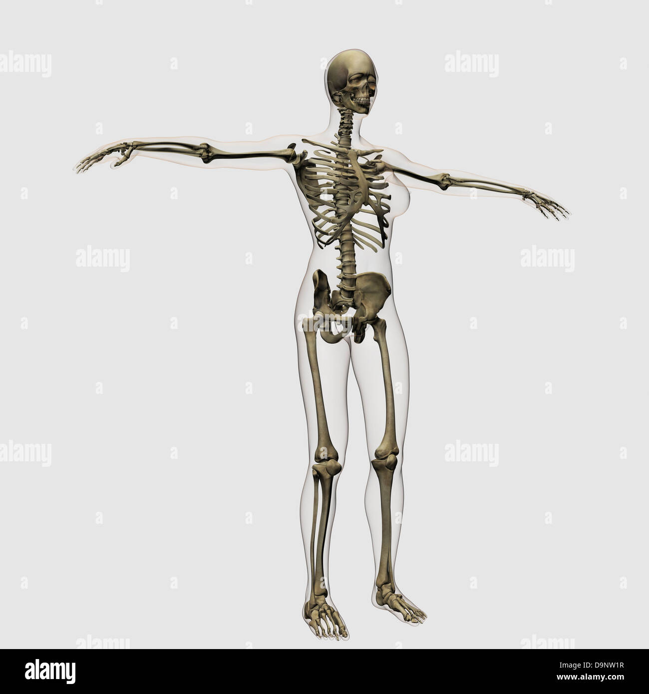 Medical illustration of full female skeleton standing against white ...