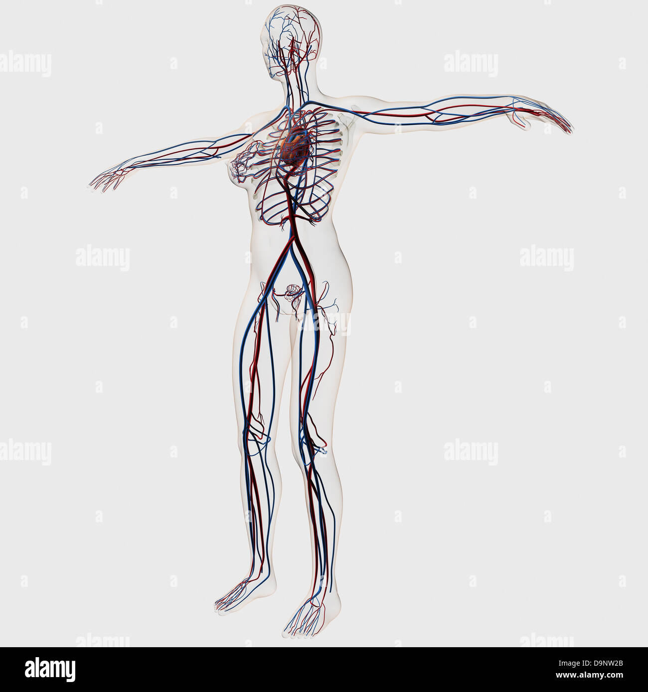 Female circulatory system High Resolution Stock Photography and Images ...