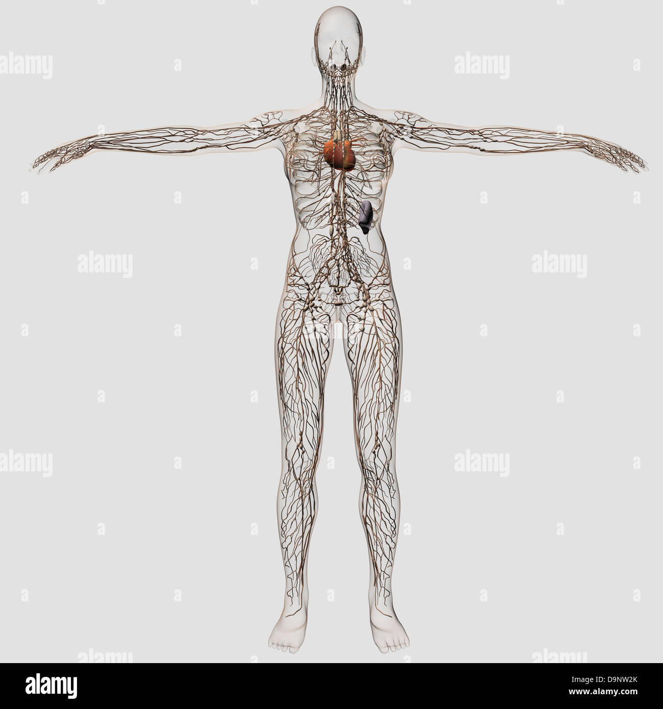 Female circulatory system High Resolution Stock Photography and Images ...