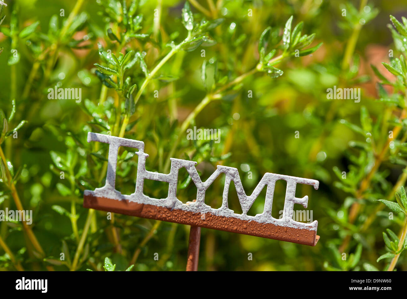 Fresh Green Herbal Thyme Leaves in a Garden Stock Photo - Alamy