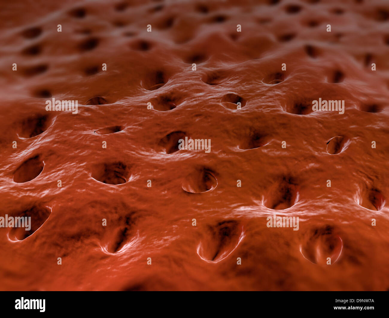 Microscopic view of Dentine Stock Photo - Alamy