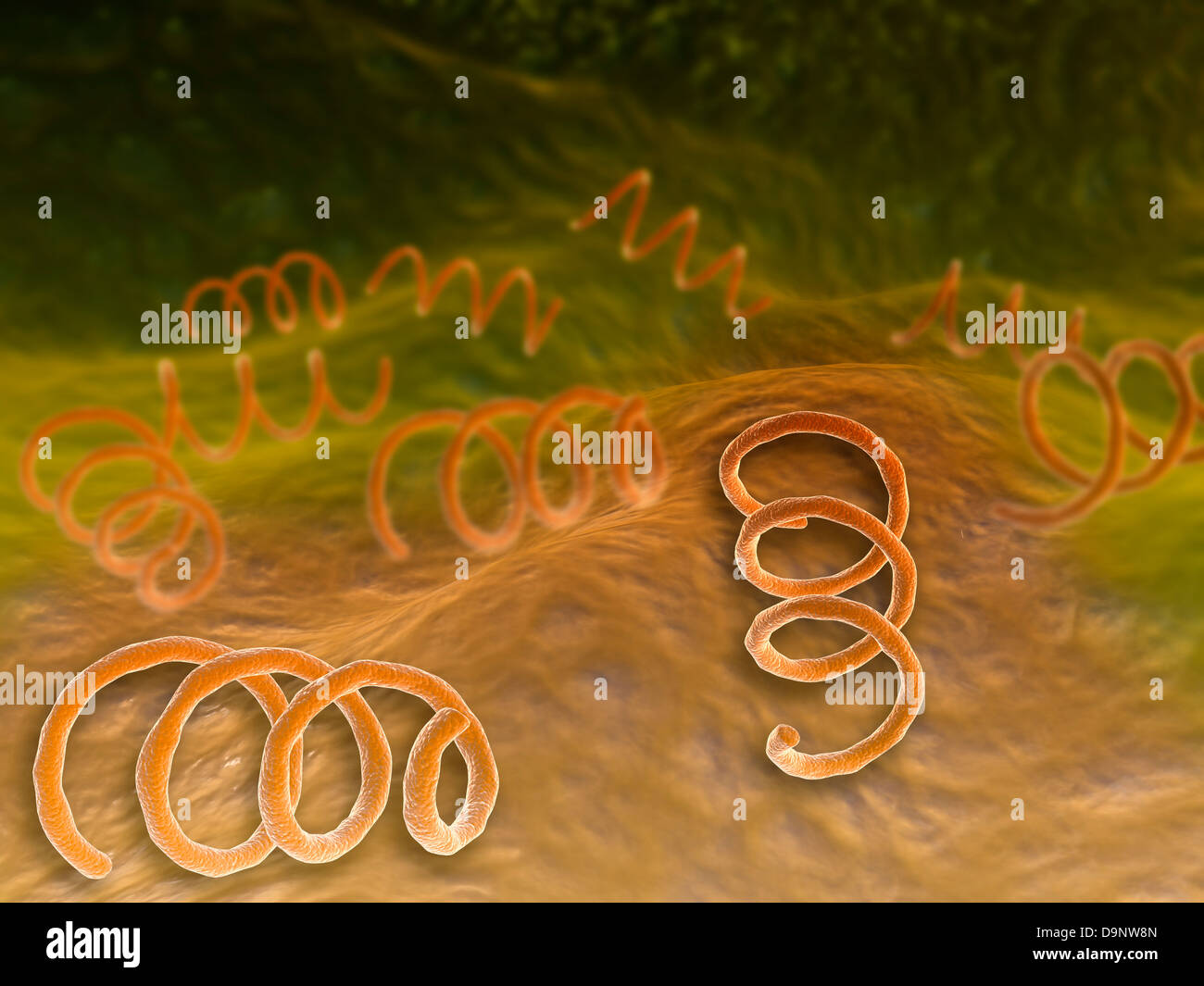 Microscopic view of Syphillis Stock Photo - Alamy