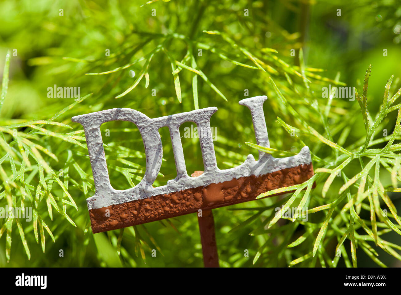 Dill leaves hi-res stock photography and images - Alamy