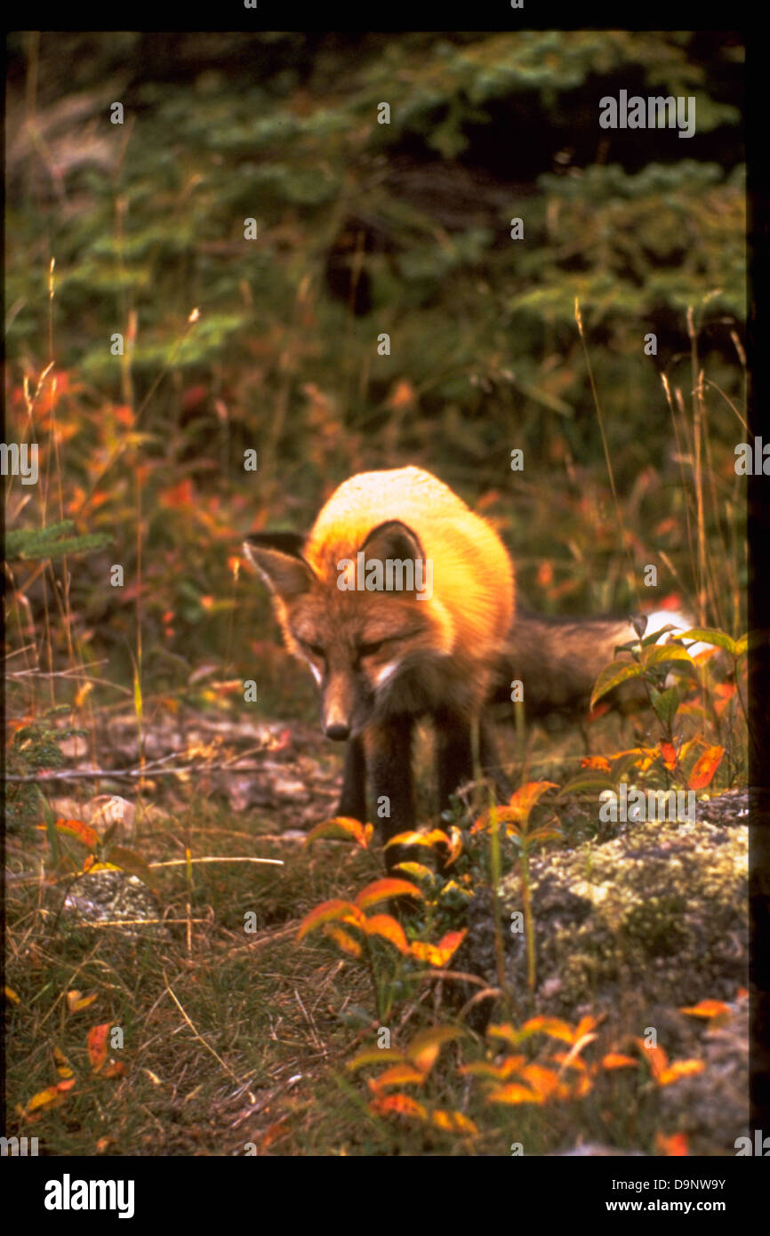 Isle Royale National Park, located in Lake Superior, is known for its ...