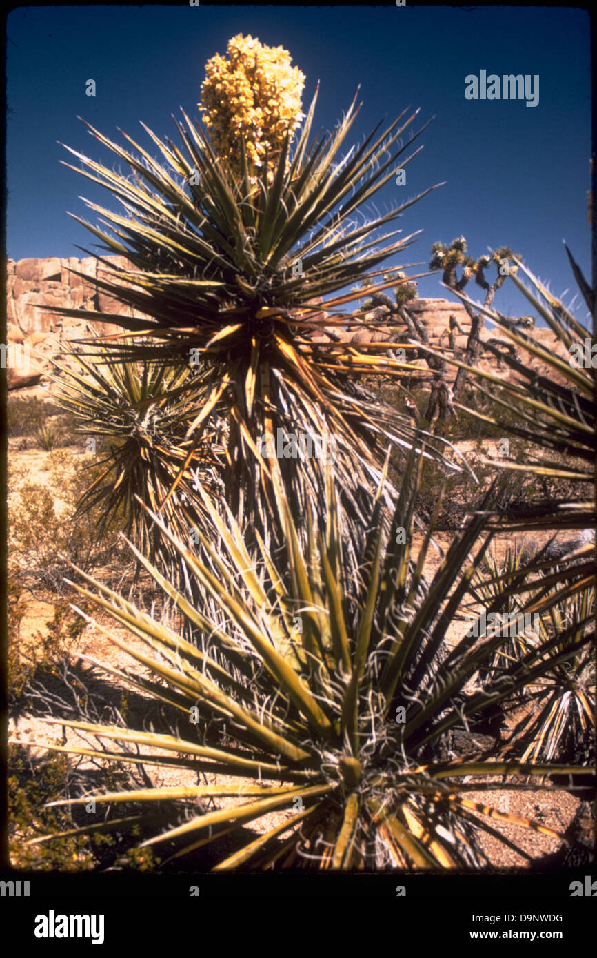 Joshua Tree National Park, located in California, is known for its ...