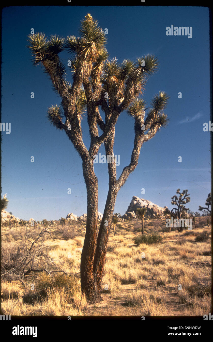 Joshua Tree National Park, located in California, is famous for its ...
