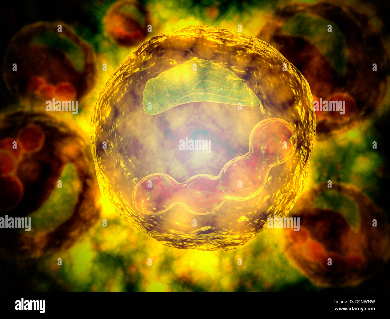 Microscopic view of human cell Stock Photo - Alamy