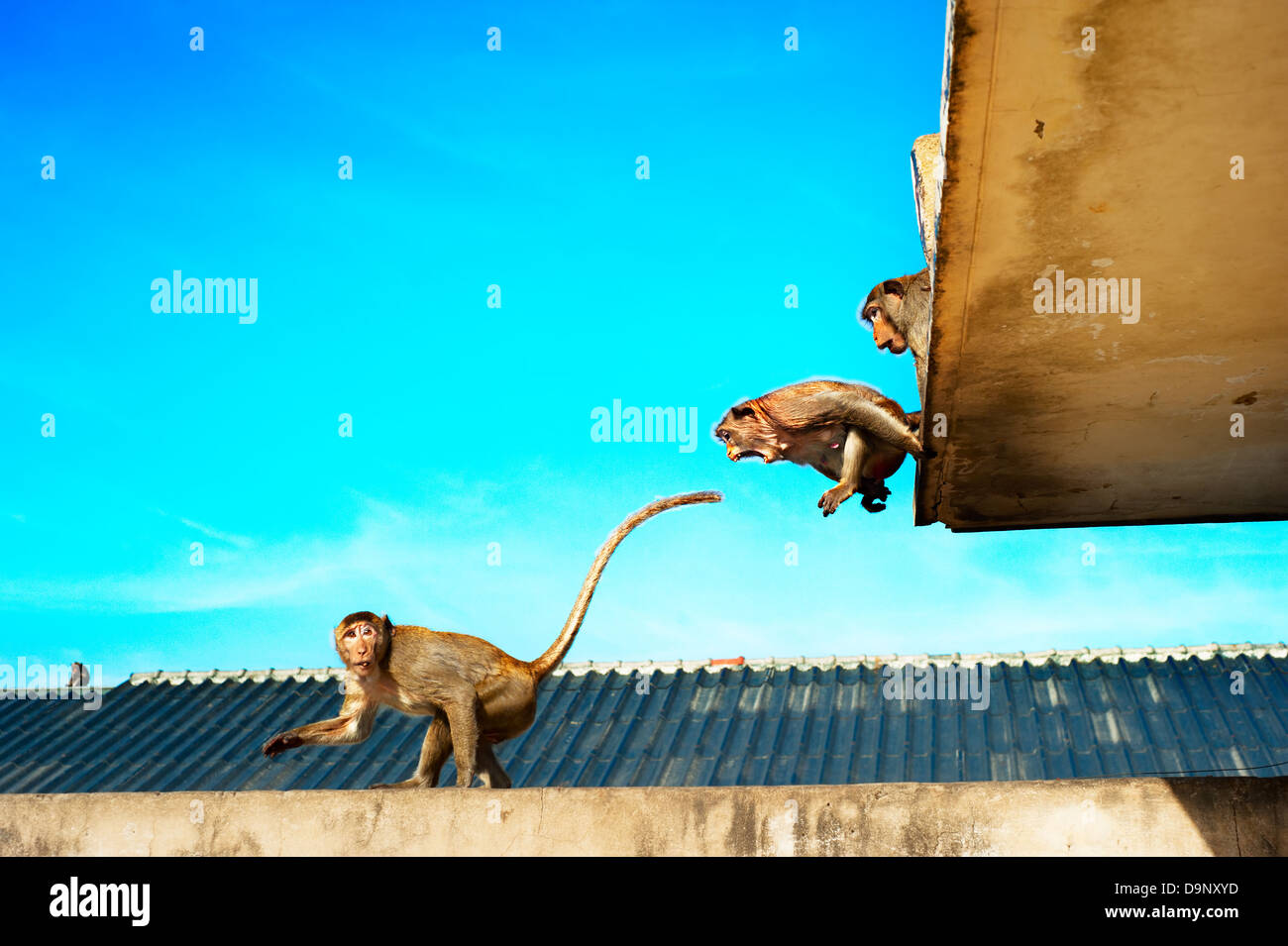 Monkyes jumping on the roof of the building in Lopburi, Thailand Stock ...