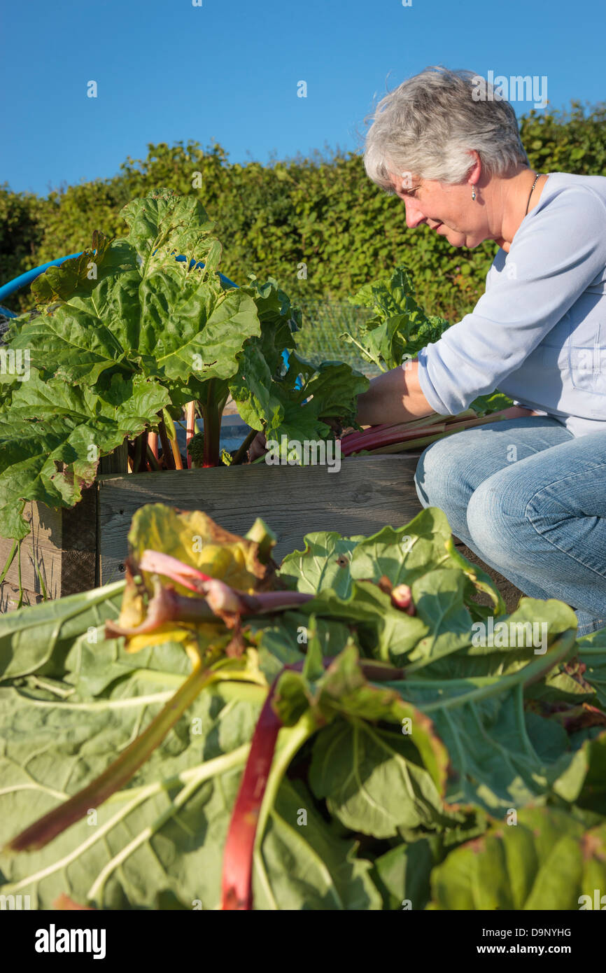 Picking rhubarb in the garden Stock Photo - Alamy