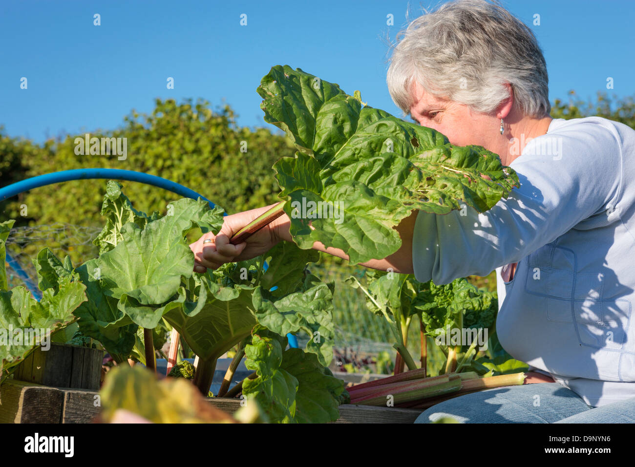Woman picking fruit garden hi-res stock photography and images - Alamy