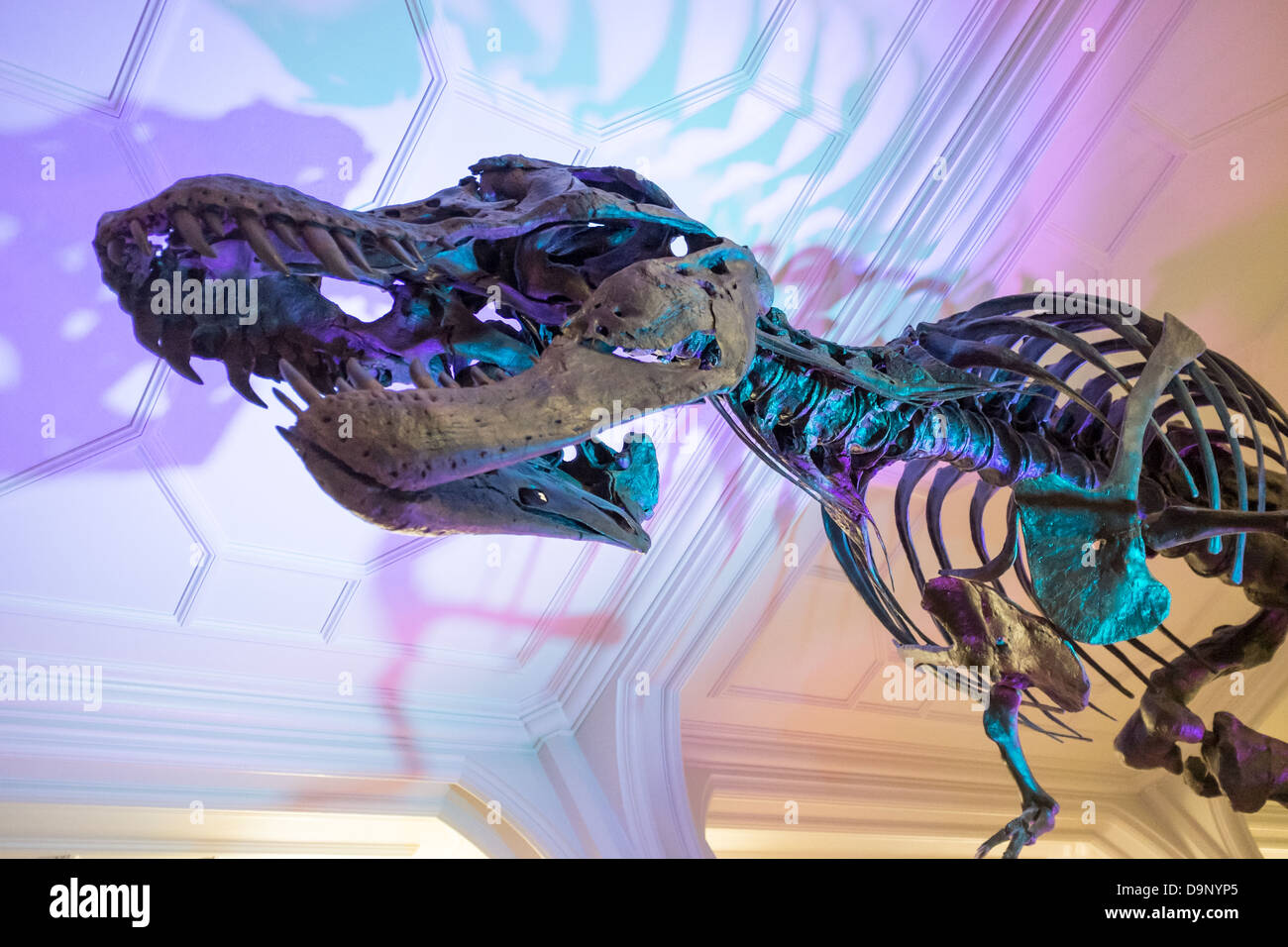 Manchester museum dinosaur hi-res stock photography and images - Alamy