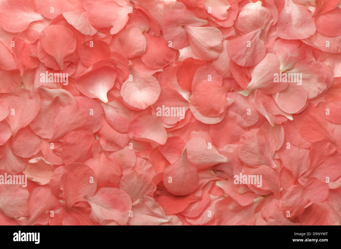pink flowers petals texture Stock Photo - Alamy