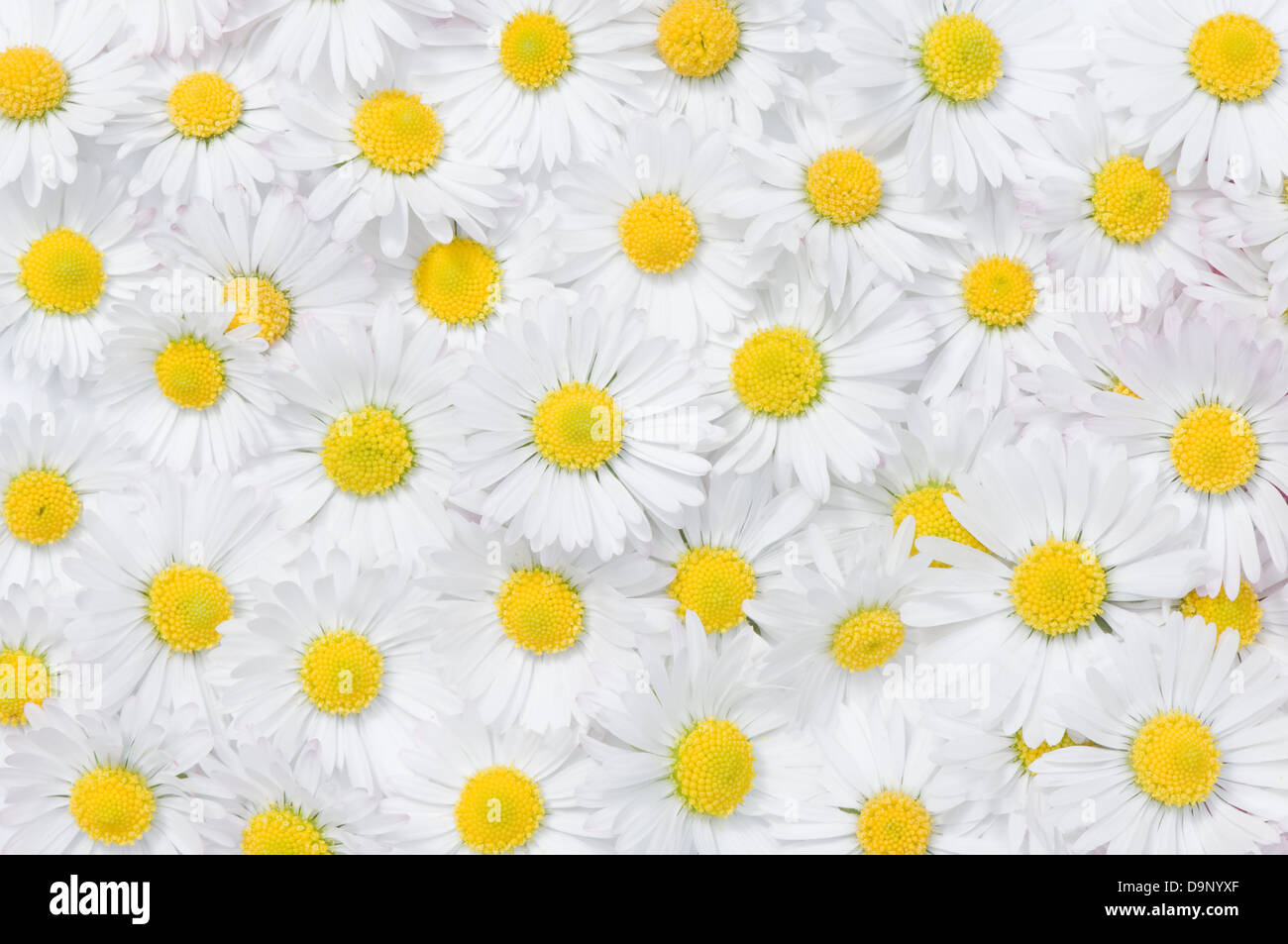 Season spring summer texture wallpaper hi-res stock photography and ...