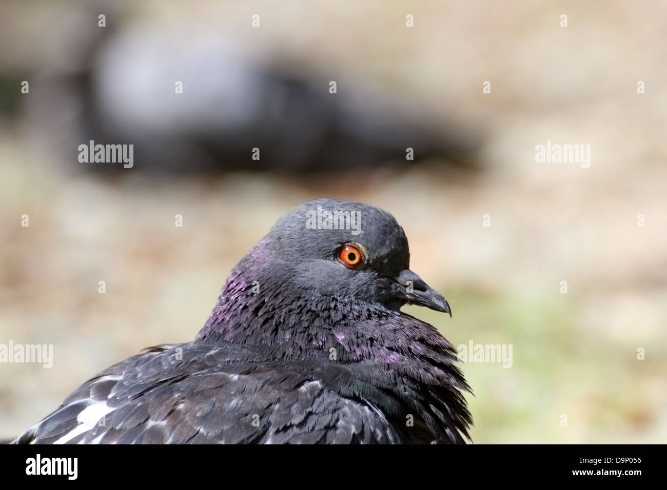 Lazy bird hi-res stock photography and images - Alamy