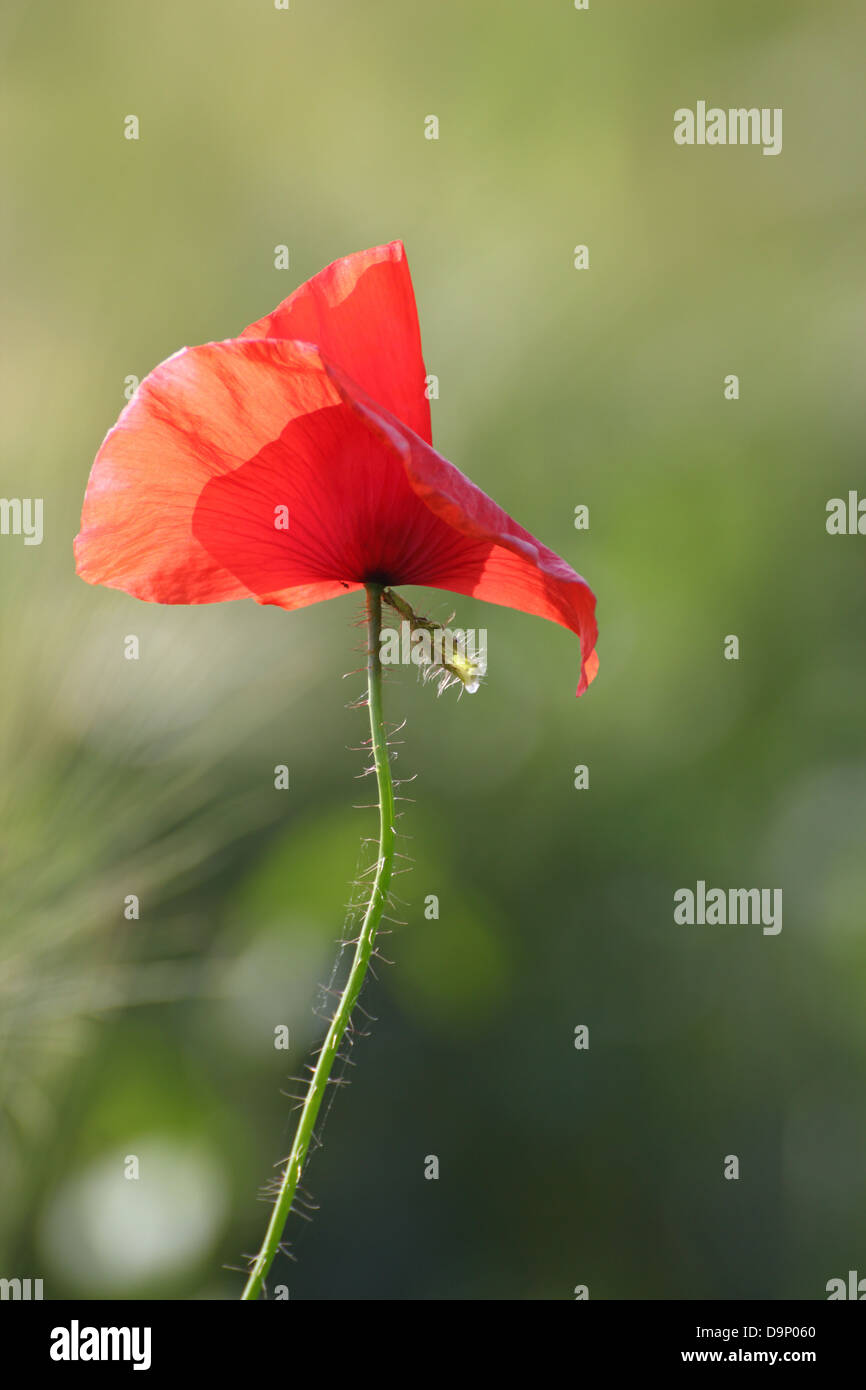 Wind blown poppy hi-res stock photography and images - Alamy
