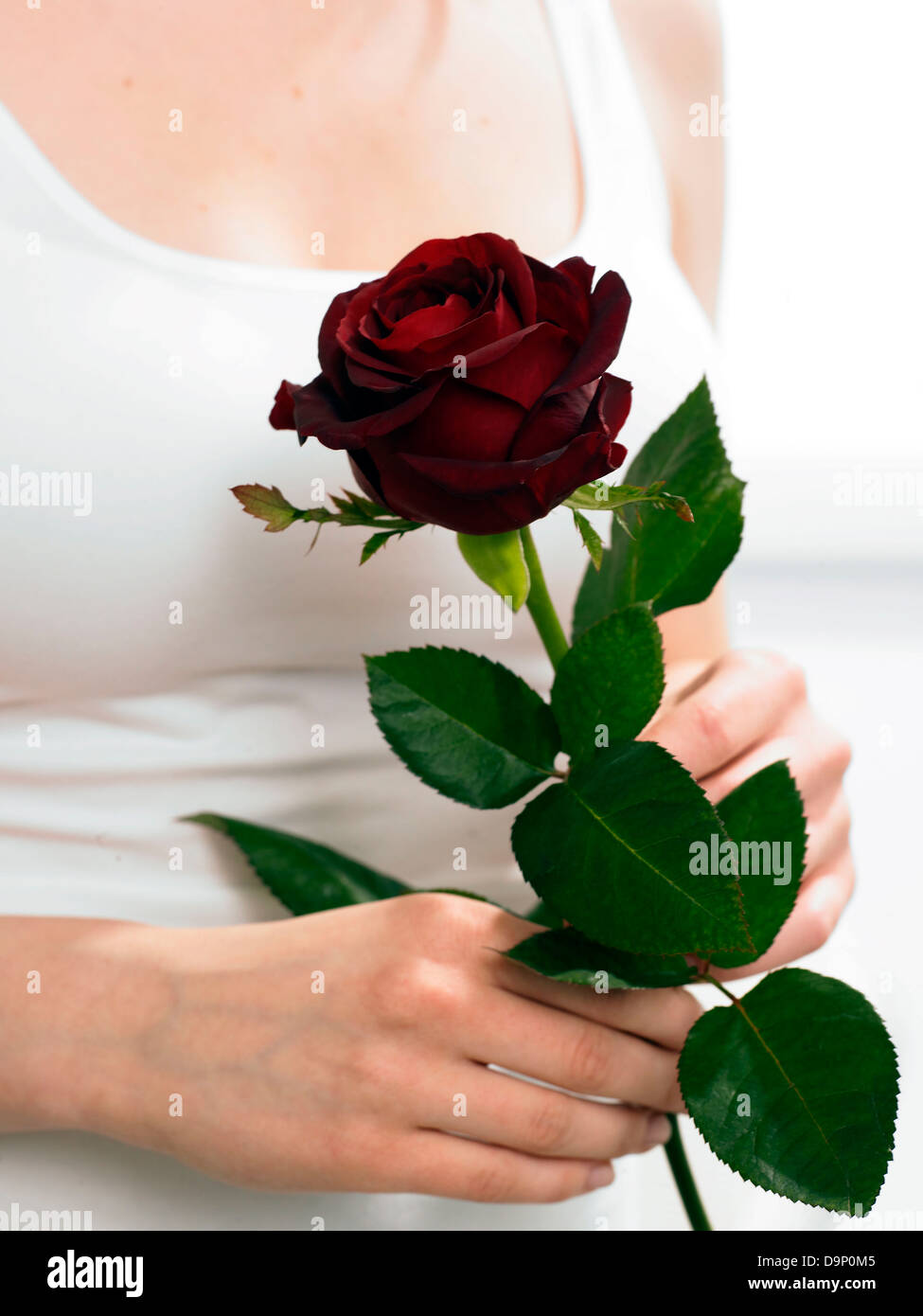 Model holding red rose Stock Photo - Alamy