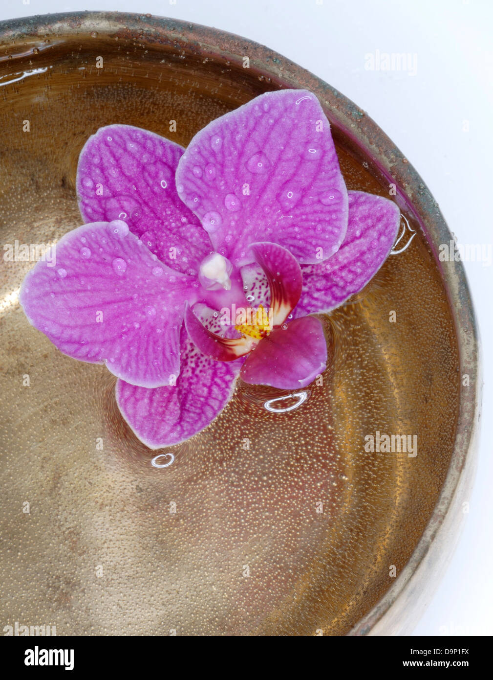 Orchid blossom swimming in a bowl Stock Photo - Alamy