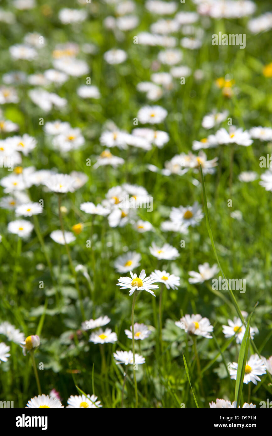 Irish daisy hi-res stock photography and images - Alamy