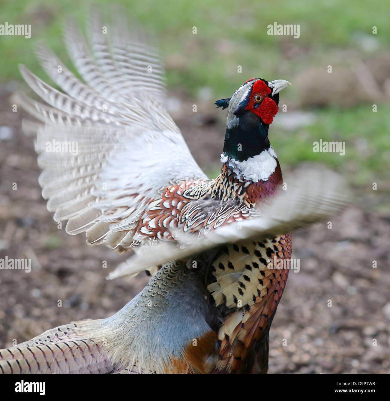 Male pheasant display on territory Stock Photo - Alamy