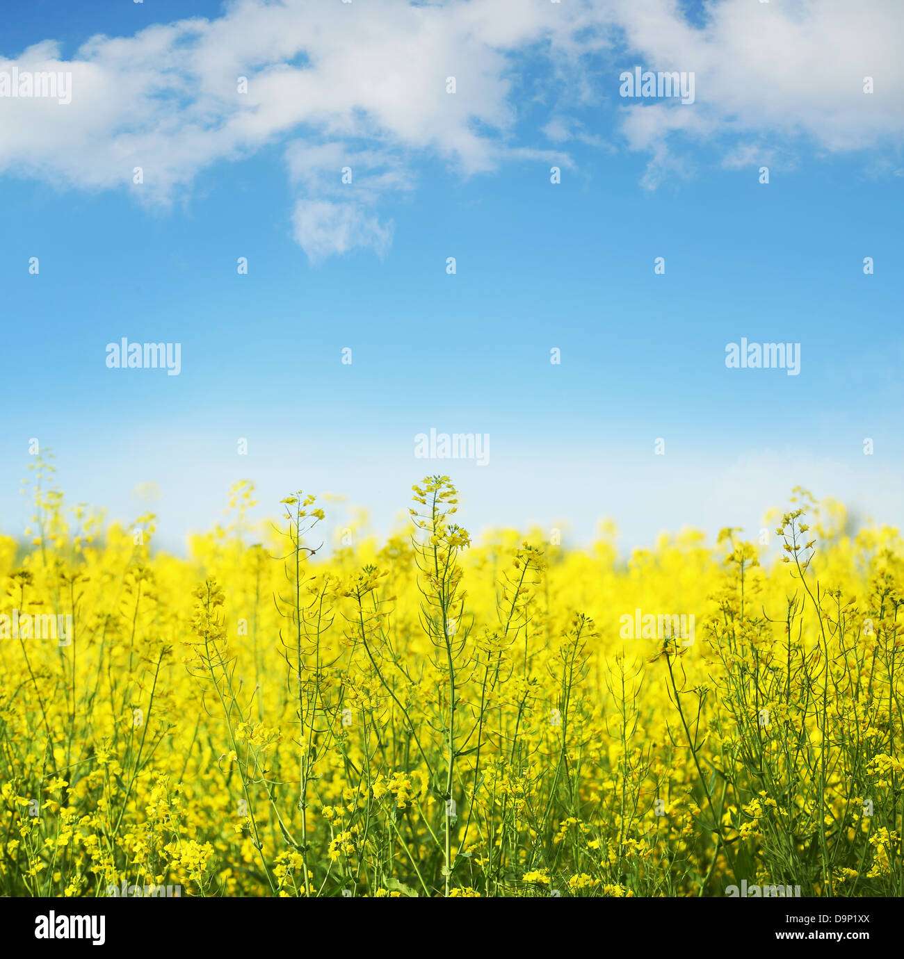Picture of yellow field rapeseed in bloom Stock Photo - Alamy