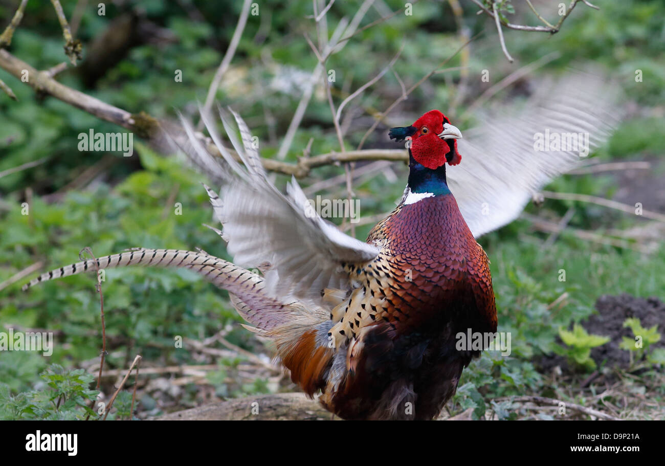 Male pheasant display on territory Stock Photo - Alamy