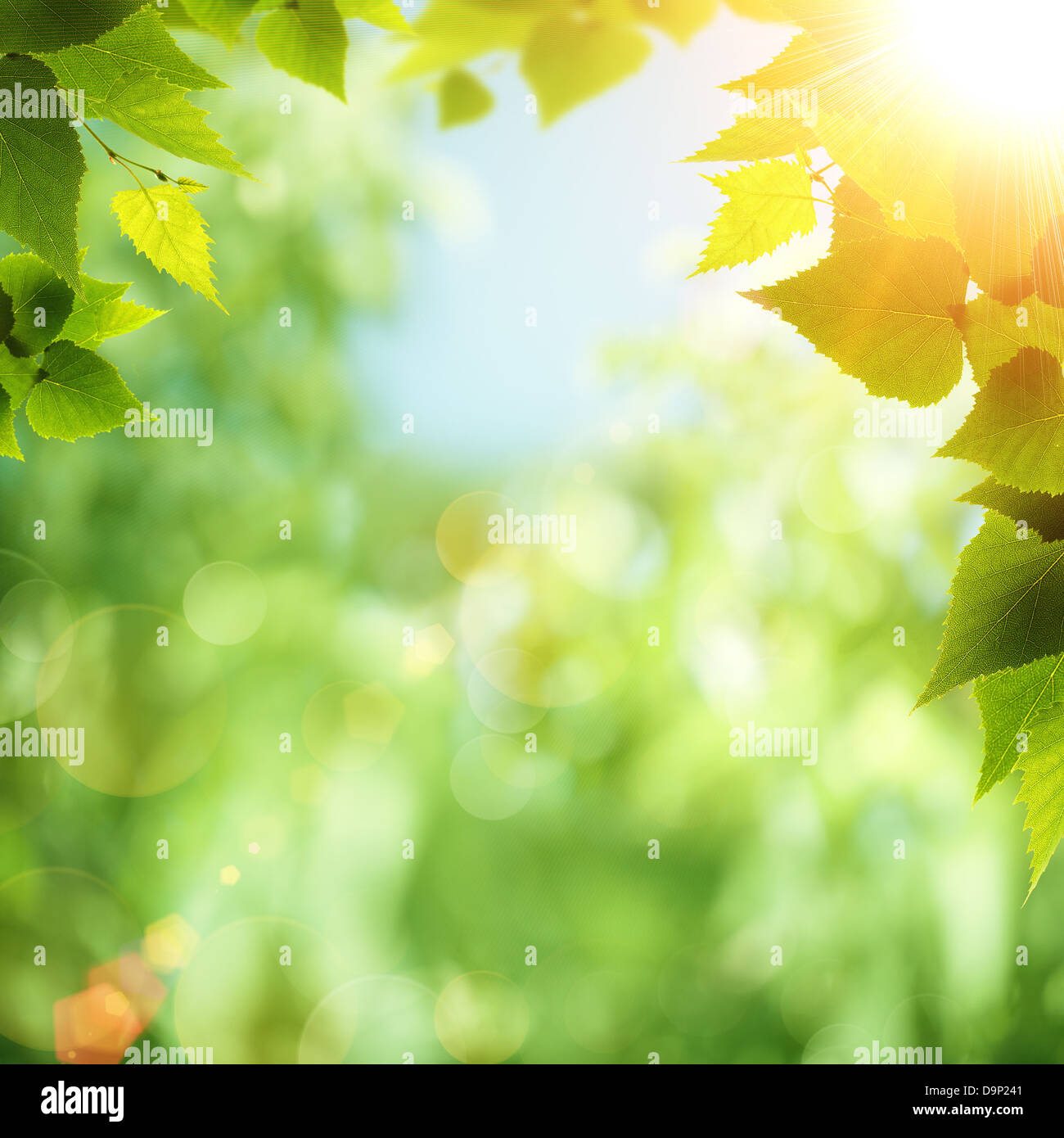 Bright summer day in the forest, environmental backgrounds Stock Photo ...