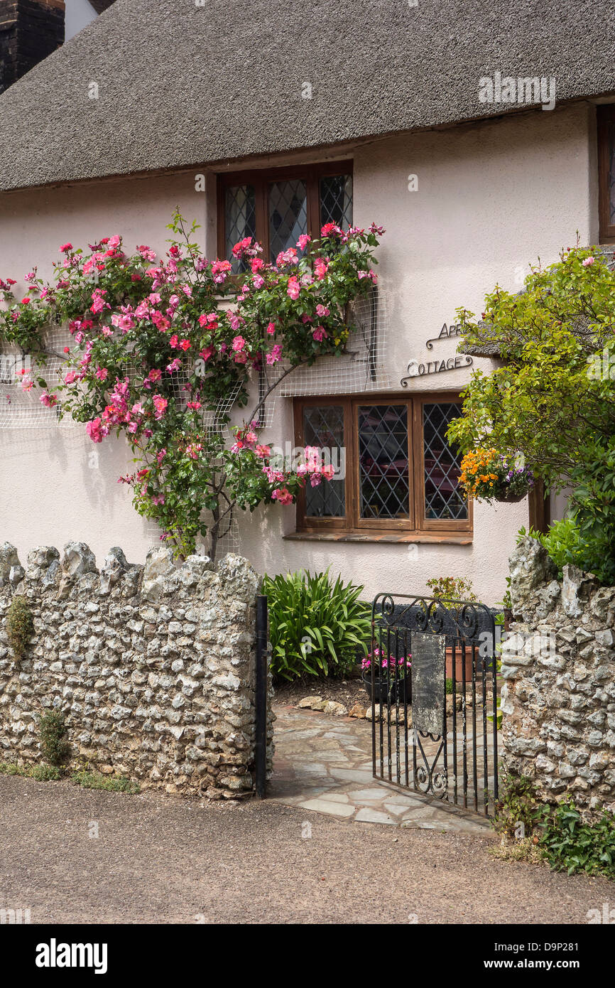 Thatched Cottage with Climbing Roses in Devon, England, UK Stock Photo ...
