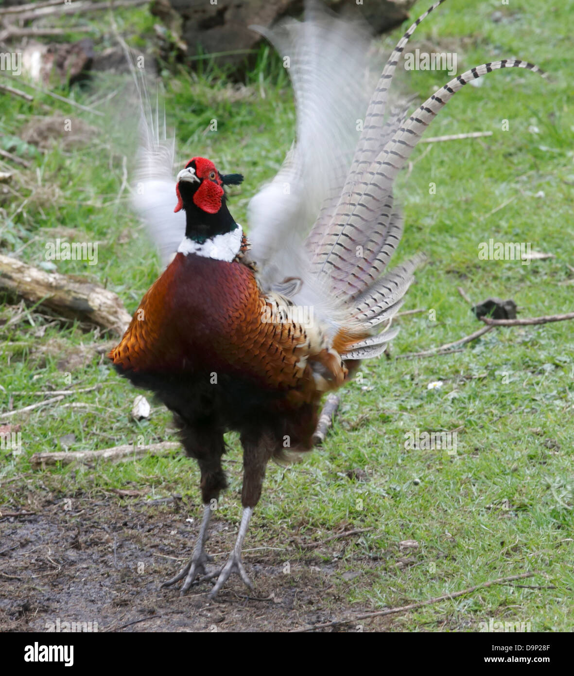 Male pheasant display on territory Stock Photo - Alamy