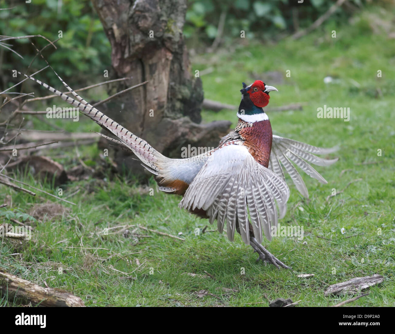 Male pheasant display on territory Stock Photo - Alamy