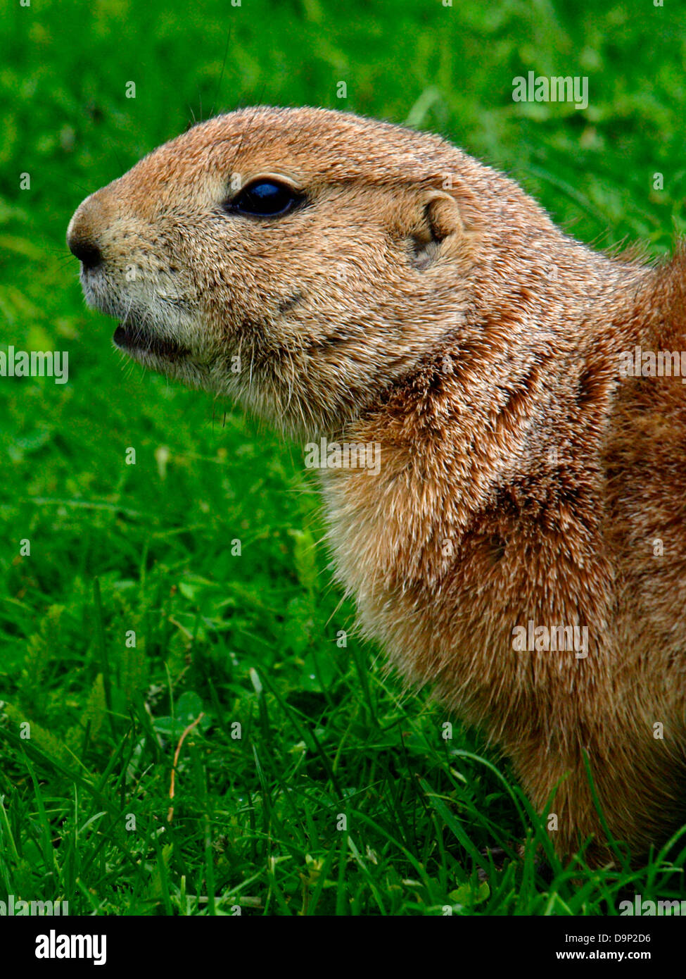 Prairie dog on grass Stock Photo - Alamy