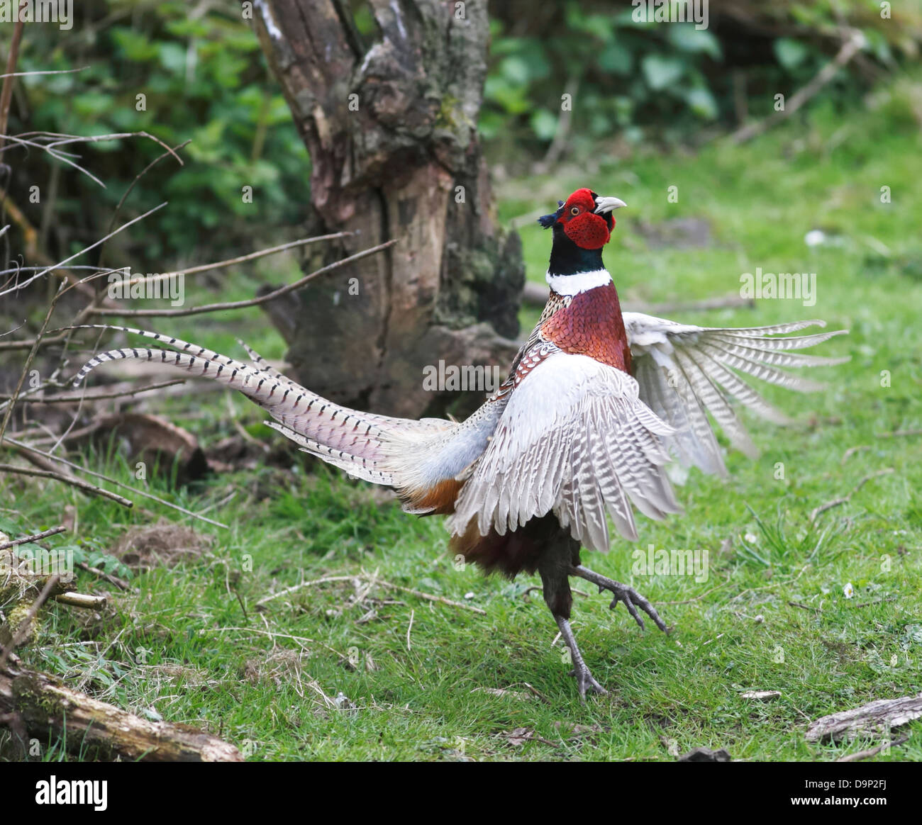 Male pheasant display on territory Stock Photo - Alamy