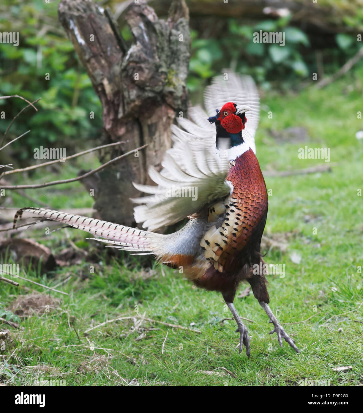 Male pheasant display on territory Stock Photo - Alamy